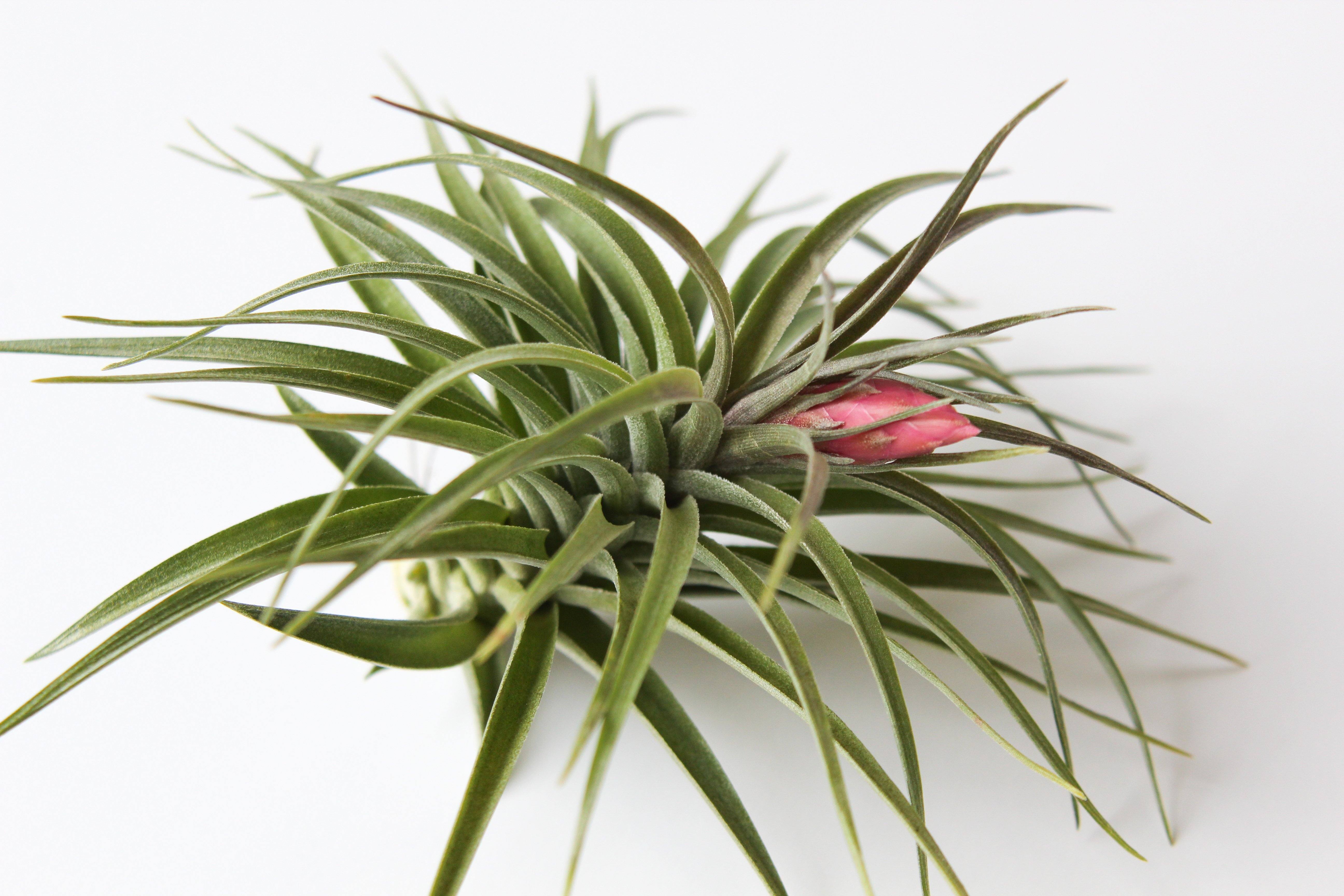 Tillandsia Air Plants For Beginners – Air Plant Design Studio