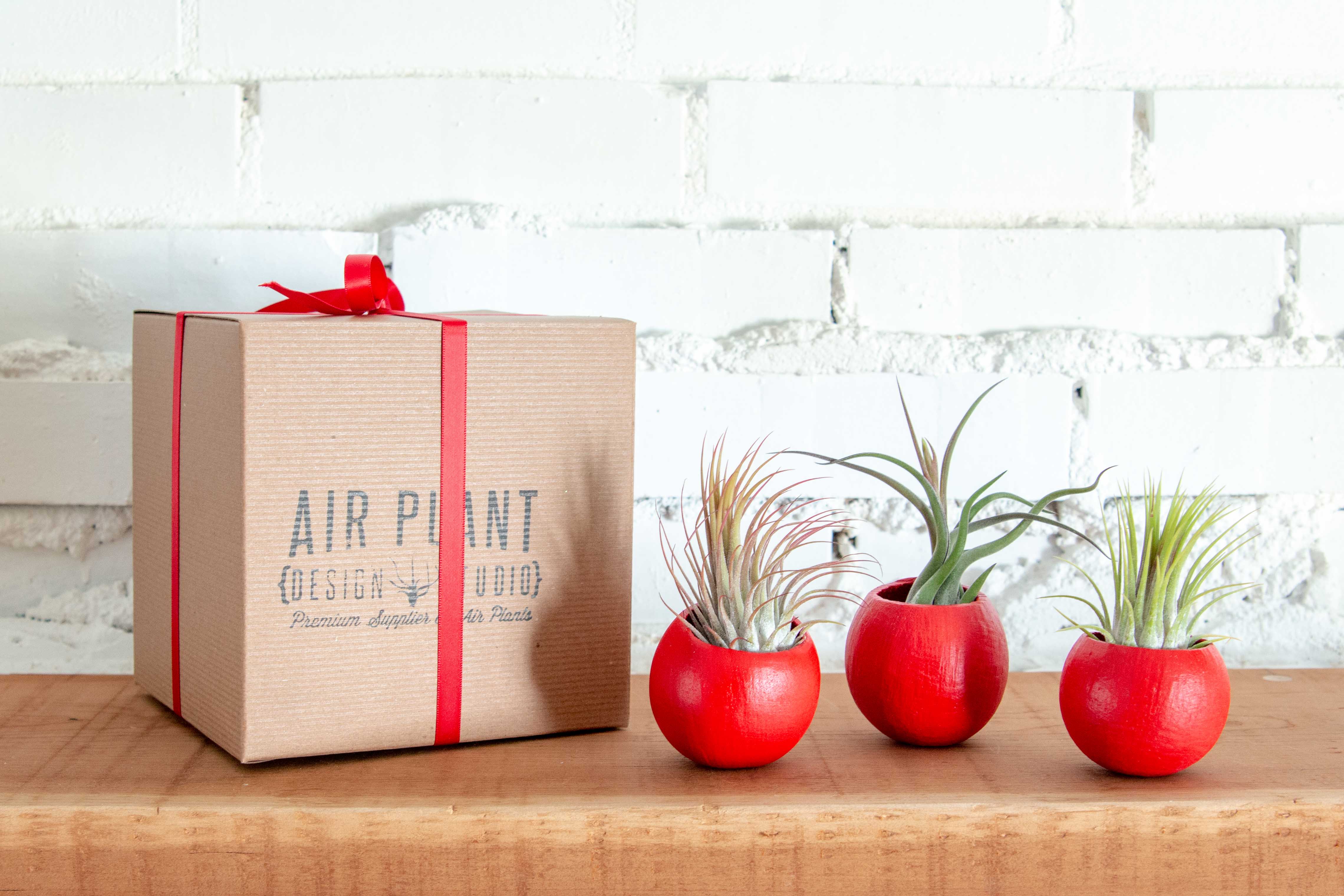 Tillandsia Air Plants Gift Ideas For Valentine's Day – Air Plant Design ...