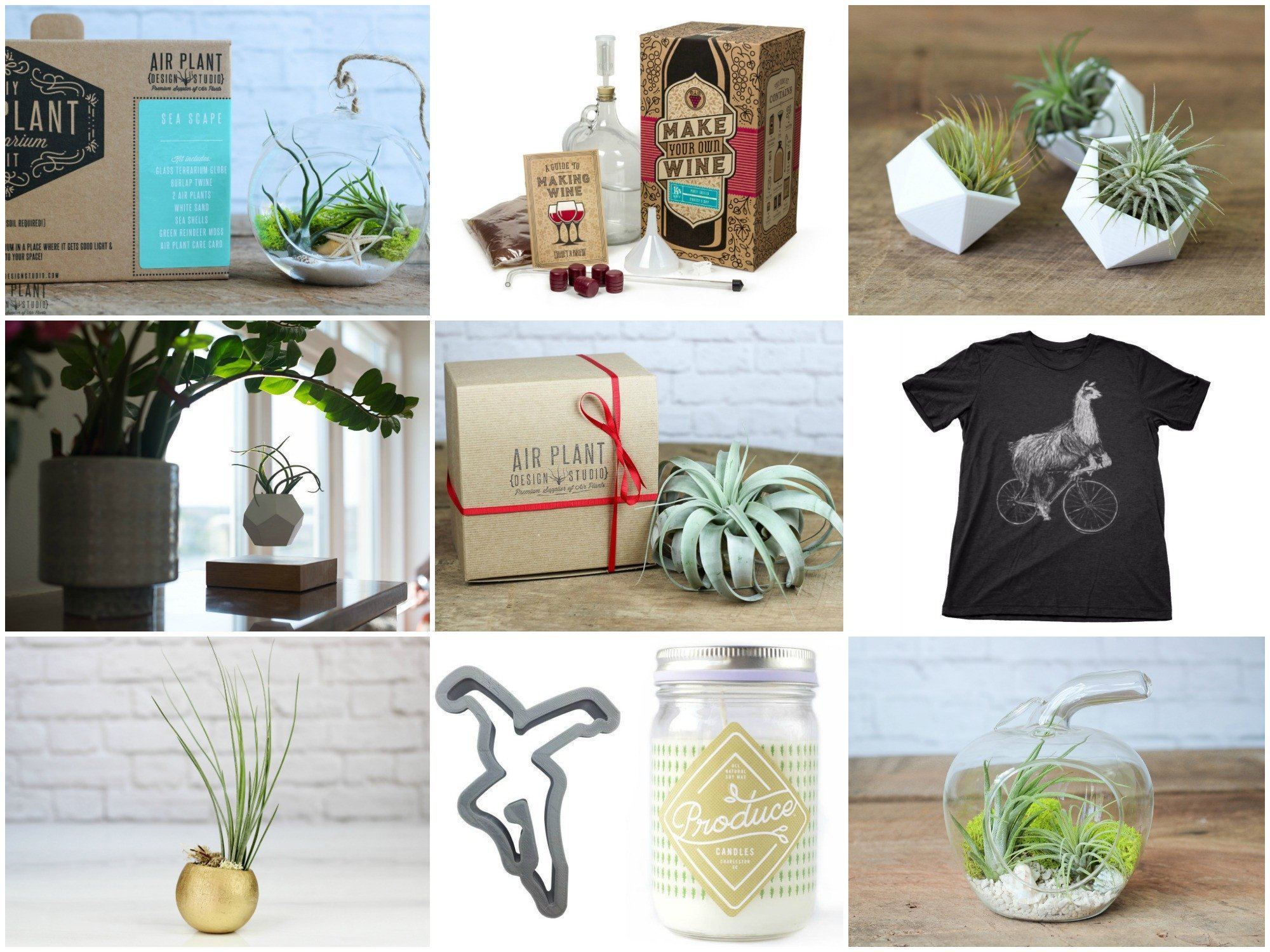 Unique Tillandsia Air Plants Gifts For You – Air Plant Design Studio