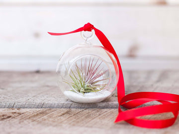 Explore a Range Of Air Plant Designs - Air Plant Design Studio