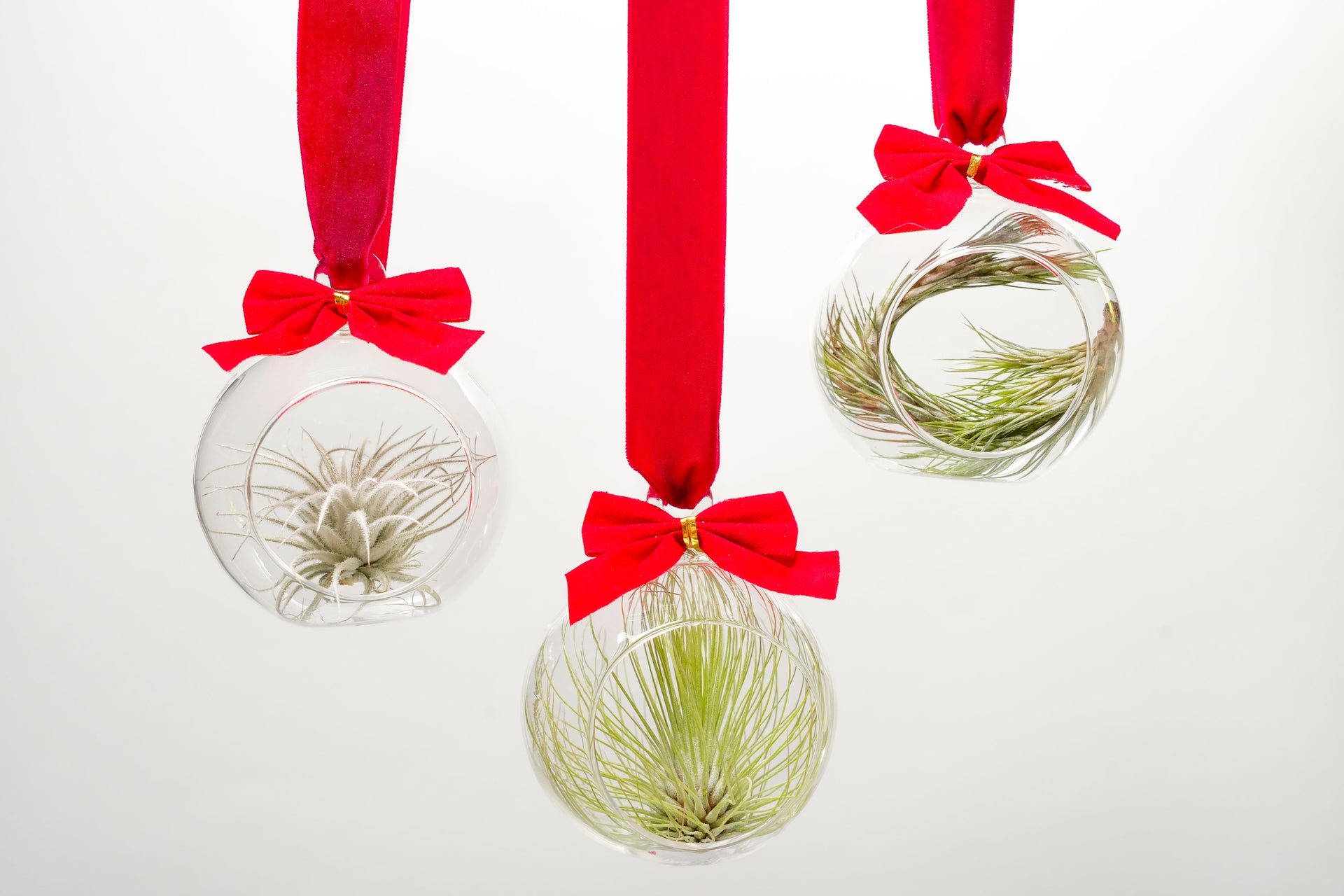 Air Plant Design Studio: Buy Air Plants, Gifts, & Terrariums Online