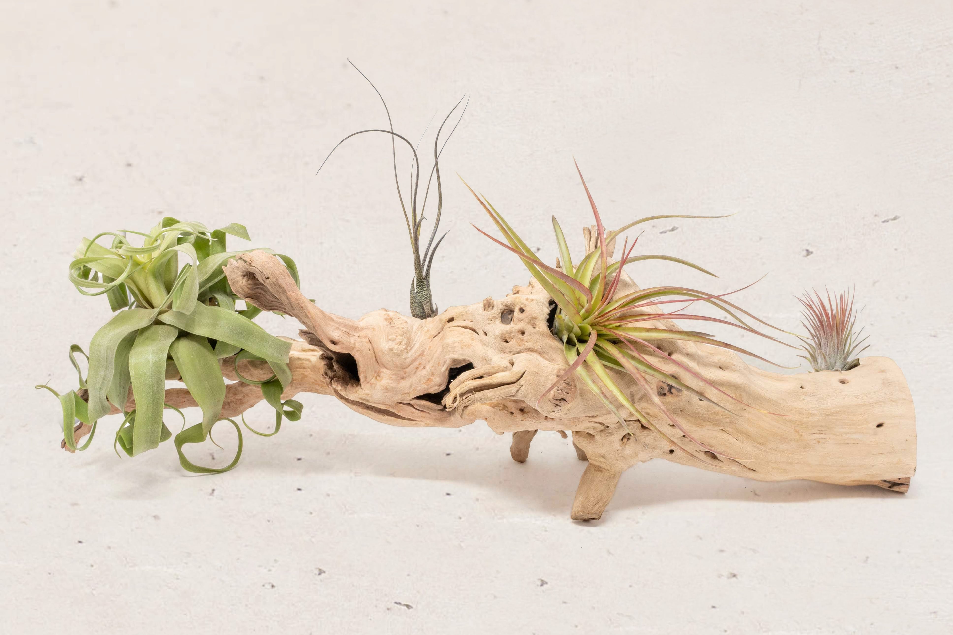 Grapevine Wood with Assorted Tillandsia Air Plants | Multiple Sizes ...