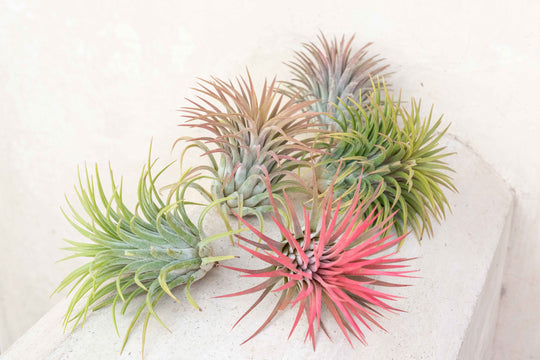 Large Tillandsia Air Plants | Shop Today | Air Plant Design Studio