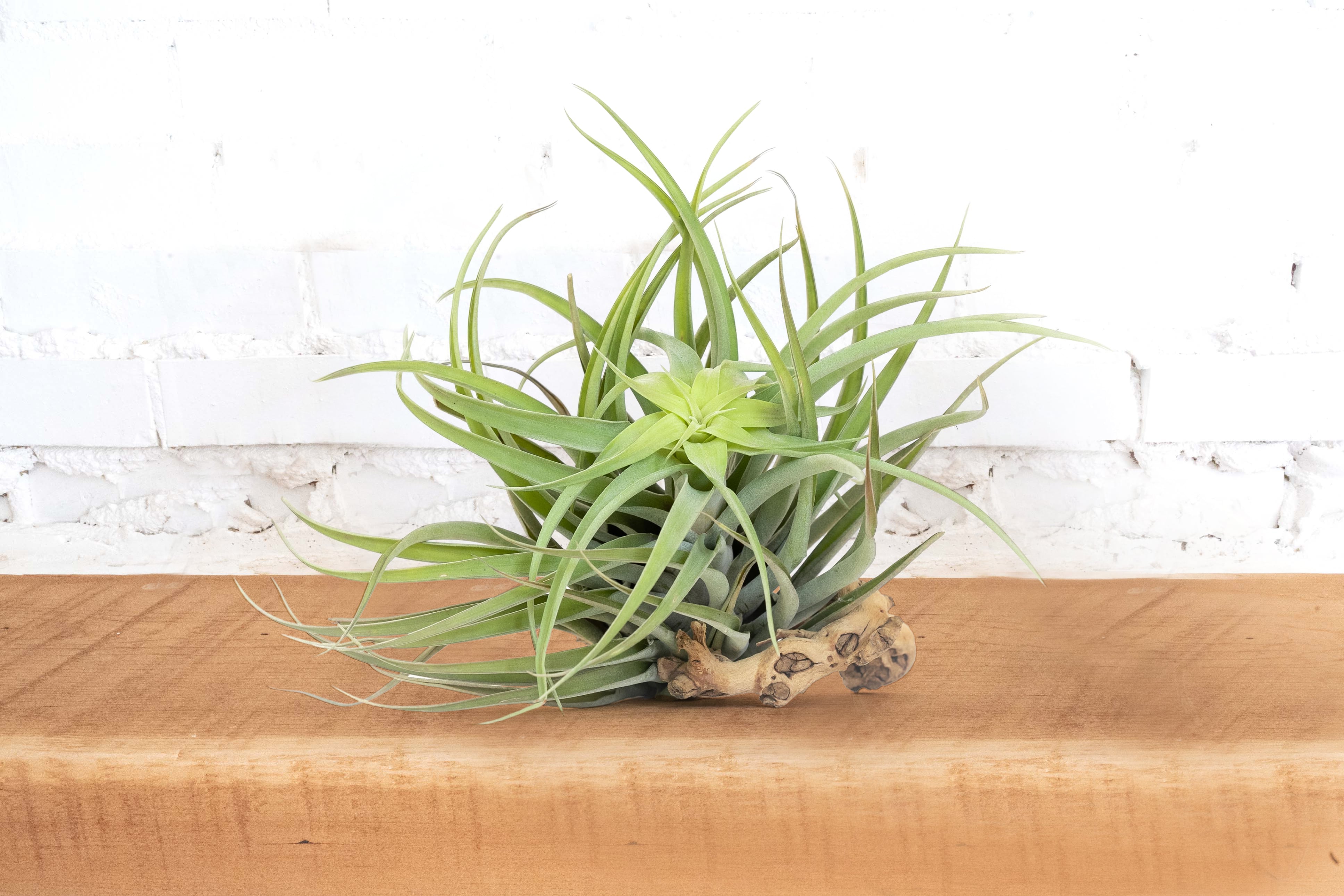Tillandsia Capitata Salmon Air Plant – Air Plant Design Studio