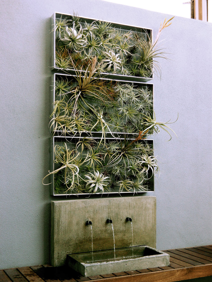 Frequently Asked Air Plant Questions | Air Plant care – Air Plant ...