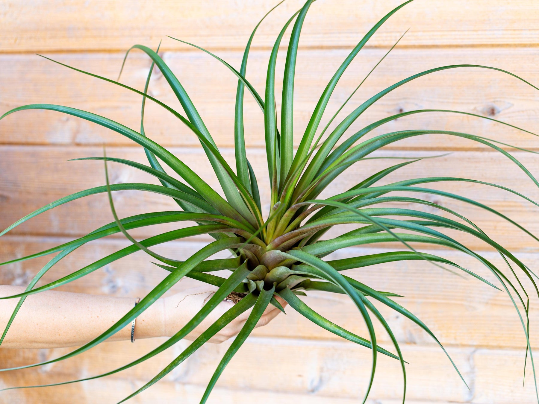 Tillandsia Capitata Maroon Air Plants – Air Plant Design Studio