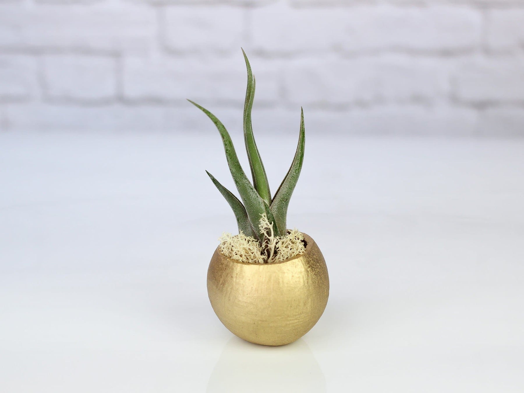 Gold Seed Pod with Assorted Tillandsia Air Plants – Air Plant Design Studio