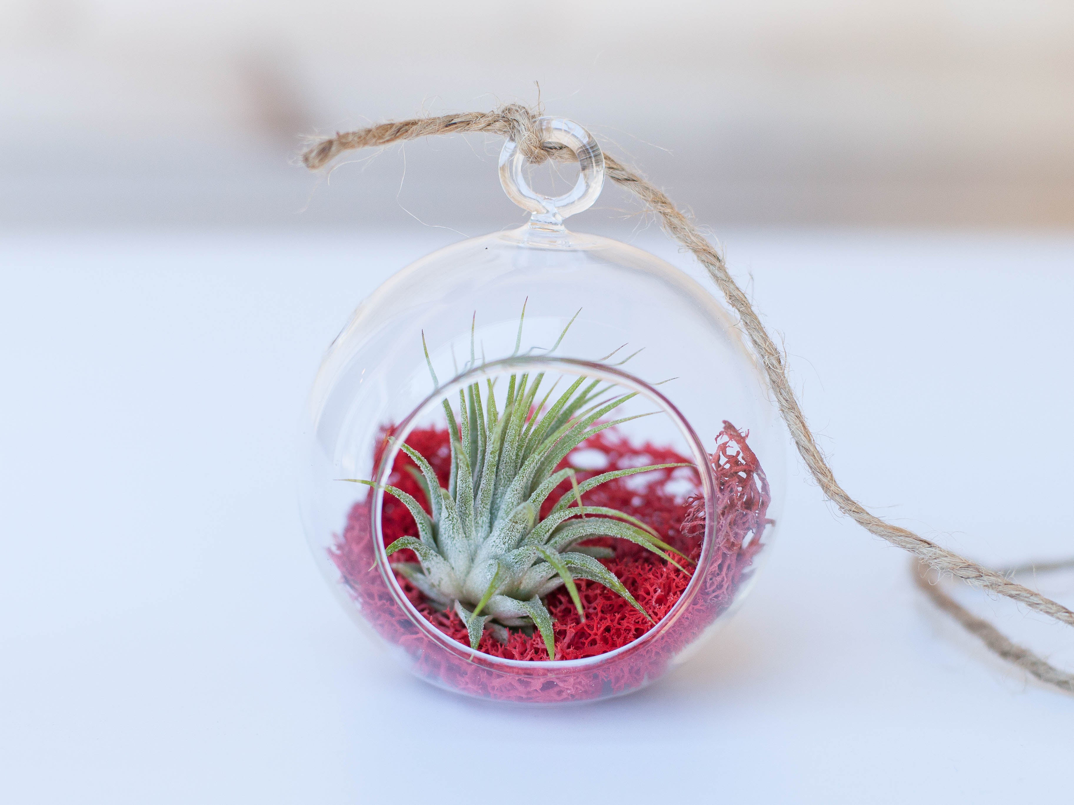 Gift Wrapped Mini Terrarium, Red Moss, Tillandsia Air Plants – Air ...