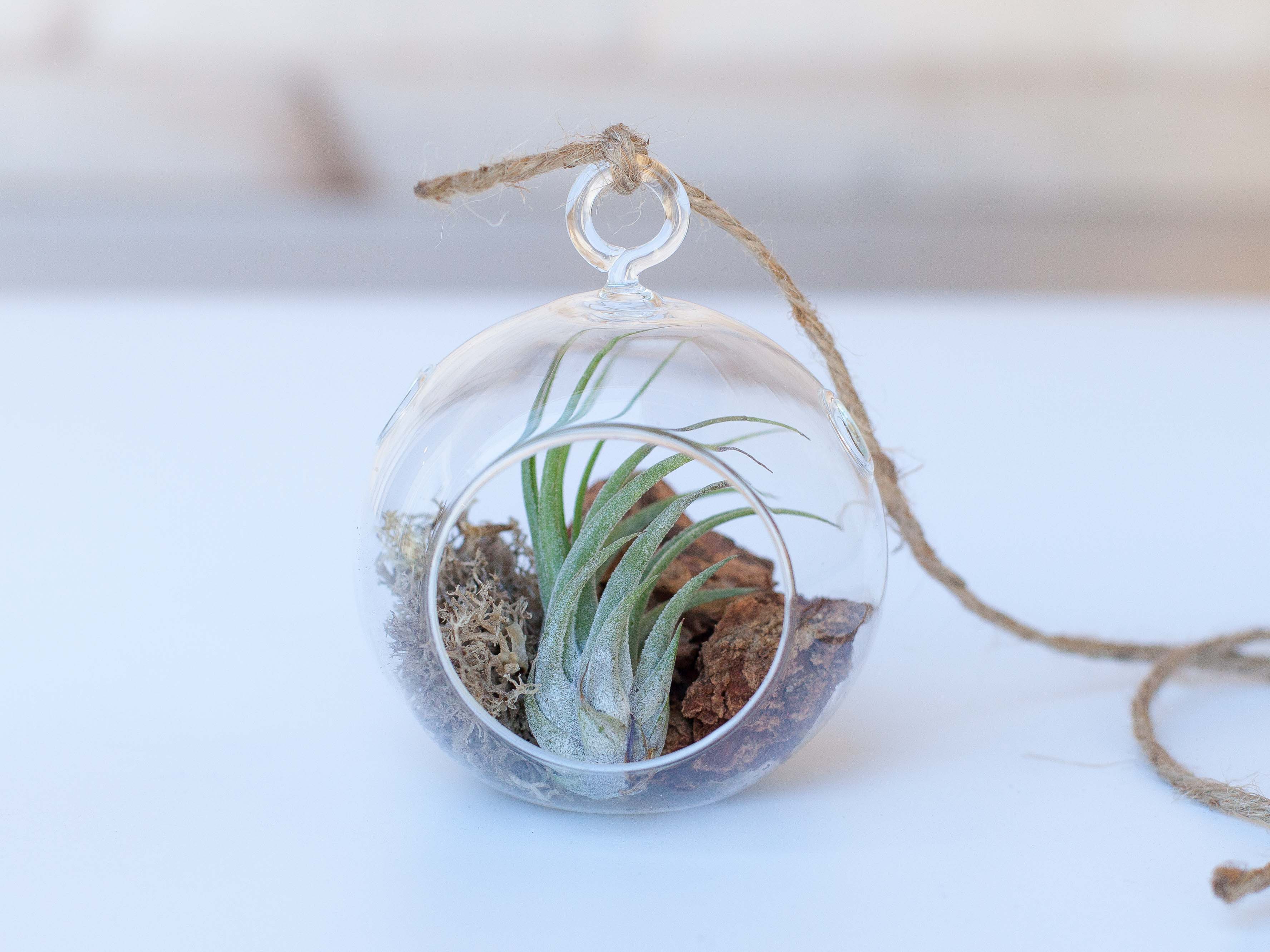 Gift Wrapped Mini Terrarium & Tillandsia Ionantha Air Plants – Air ...