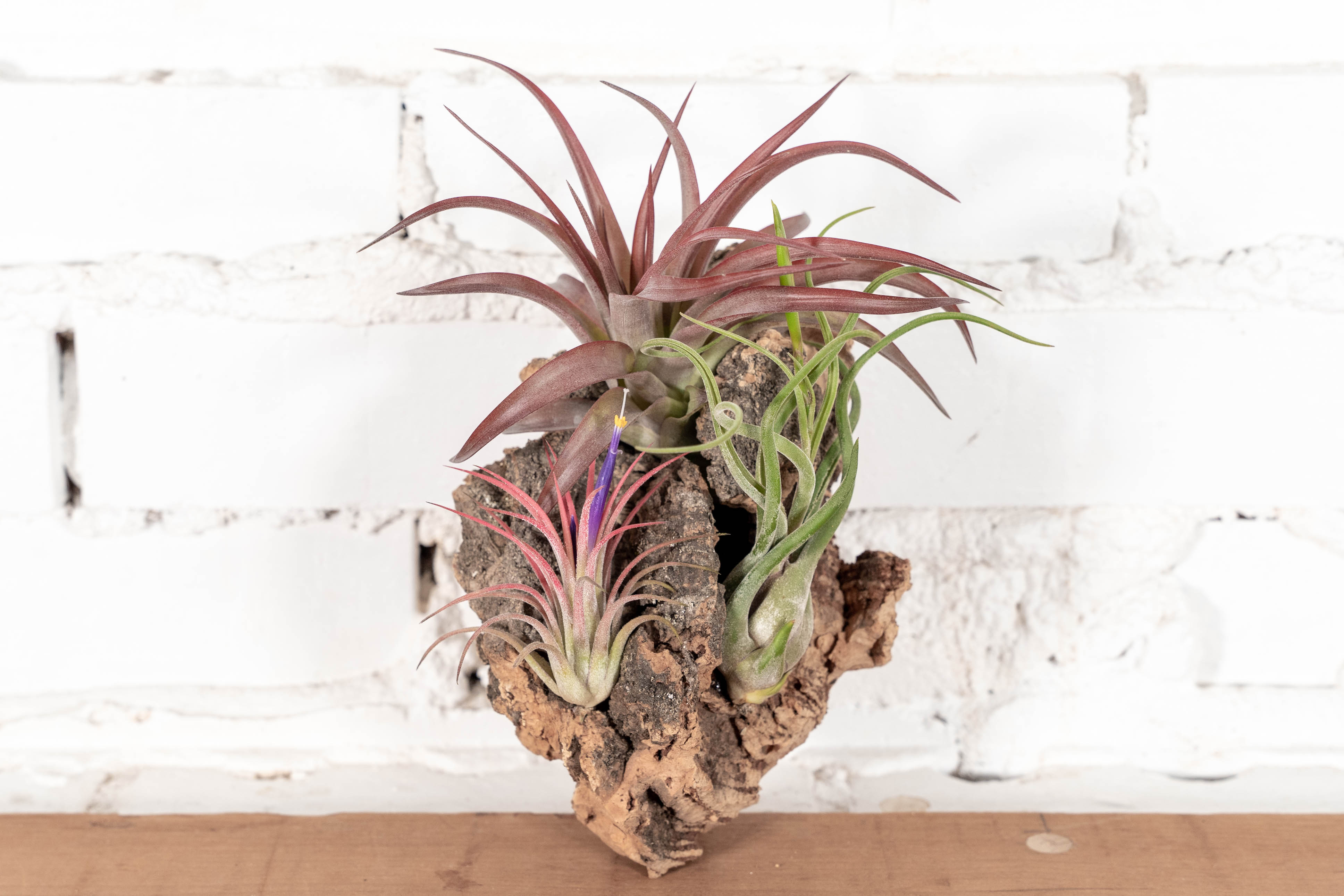 Small Cork Bark with Tillandsia Air Plants | Combo Packs – Air Plant ...