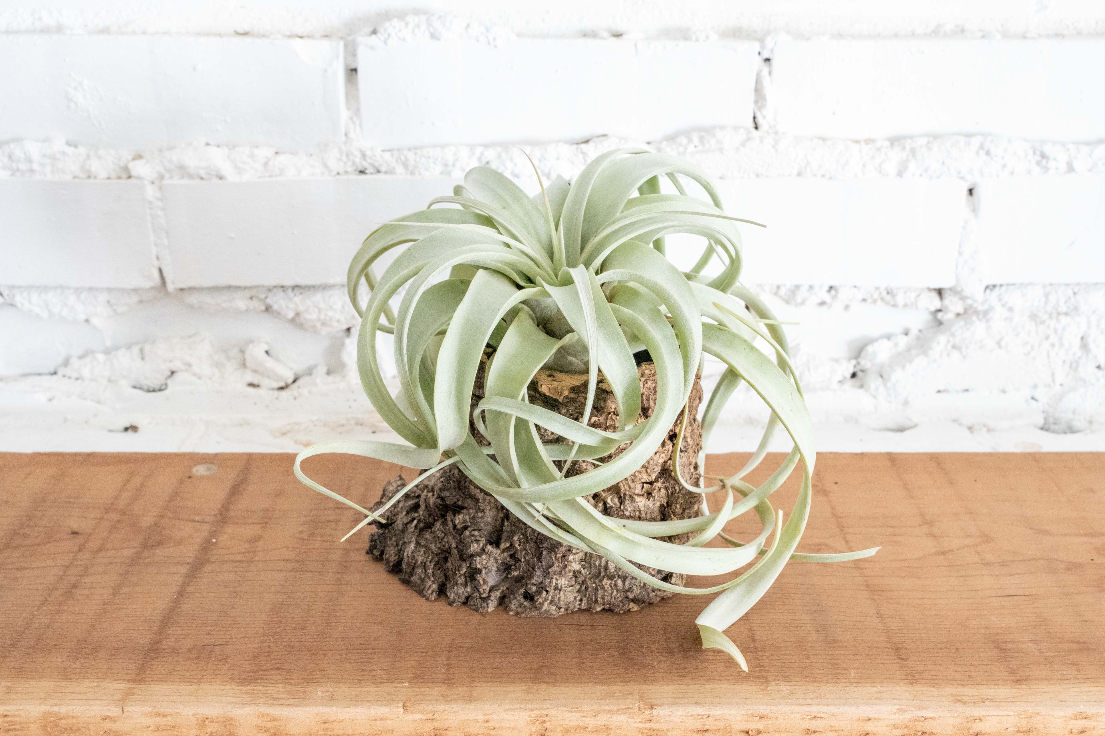Cork Bark Planter with Tillandsia Xerographica Air Plants – Air Plant ...
