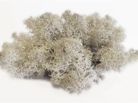Air Plants Terrarium Supplies White Reindeer Moss – Air Plant Design Studio