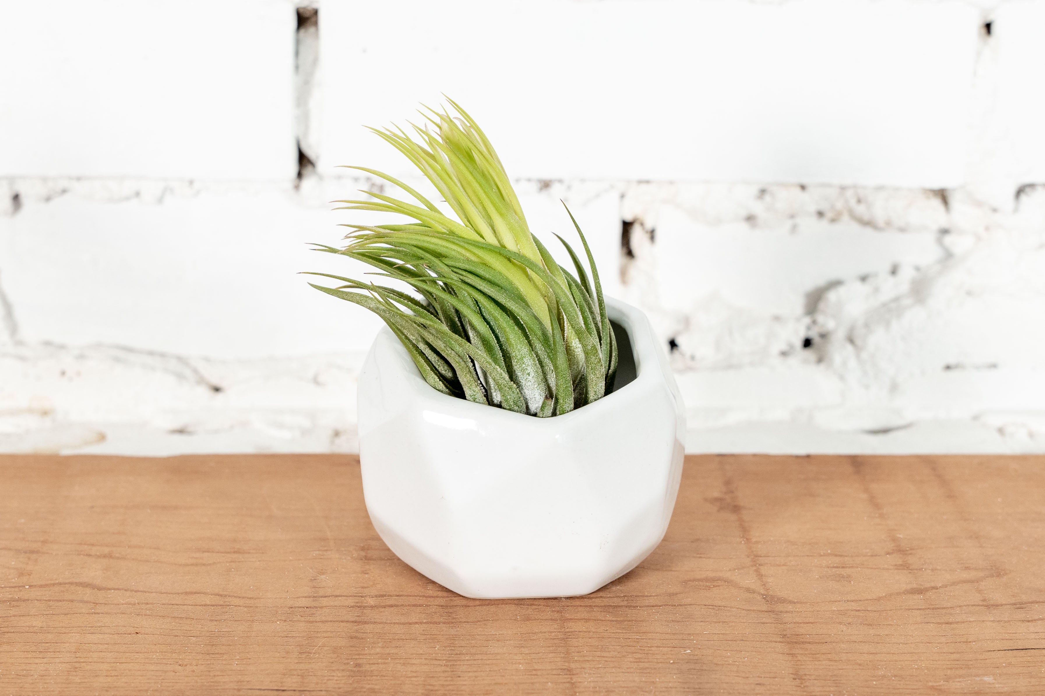 White Ceramic Geometric Pot & Assorted Tillandsia Air Plants – Air ...