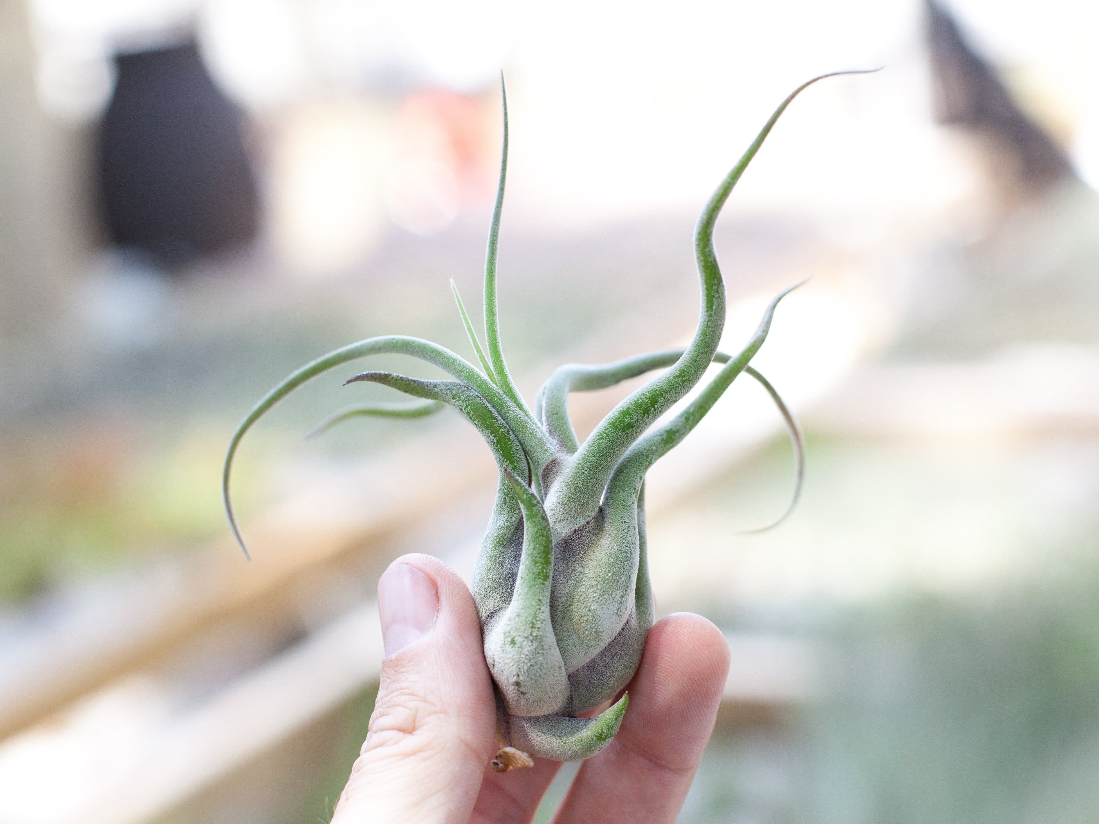 Wholesale Tillandsia Caput Medusae Air Plants – Air Plant Design Studio