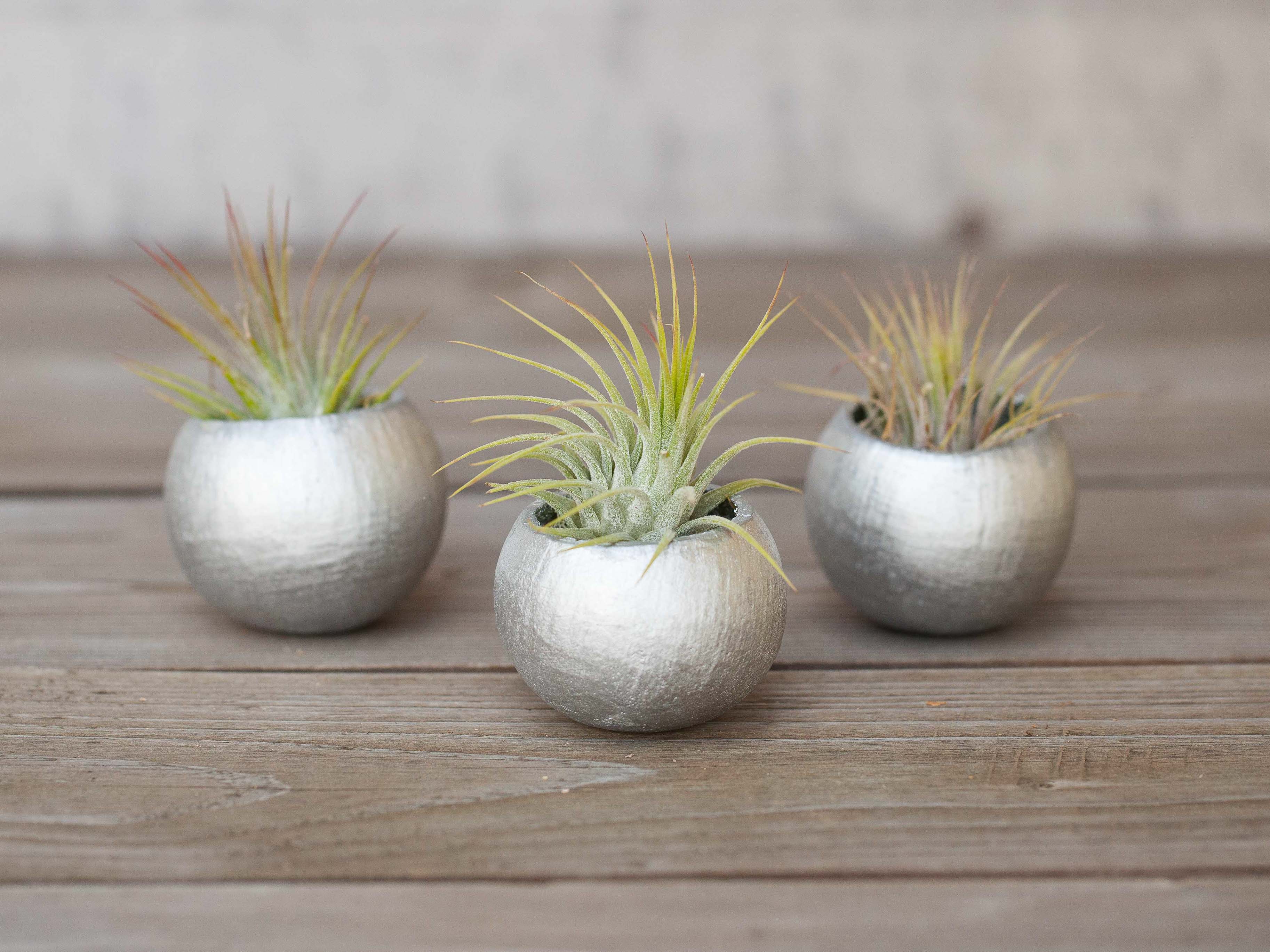 Trio of Metallic Silver Pods with Tillandsia Air Plants – Air Plant ...