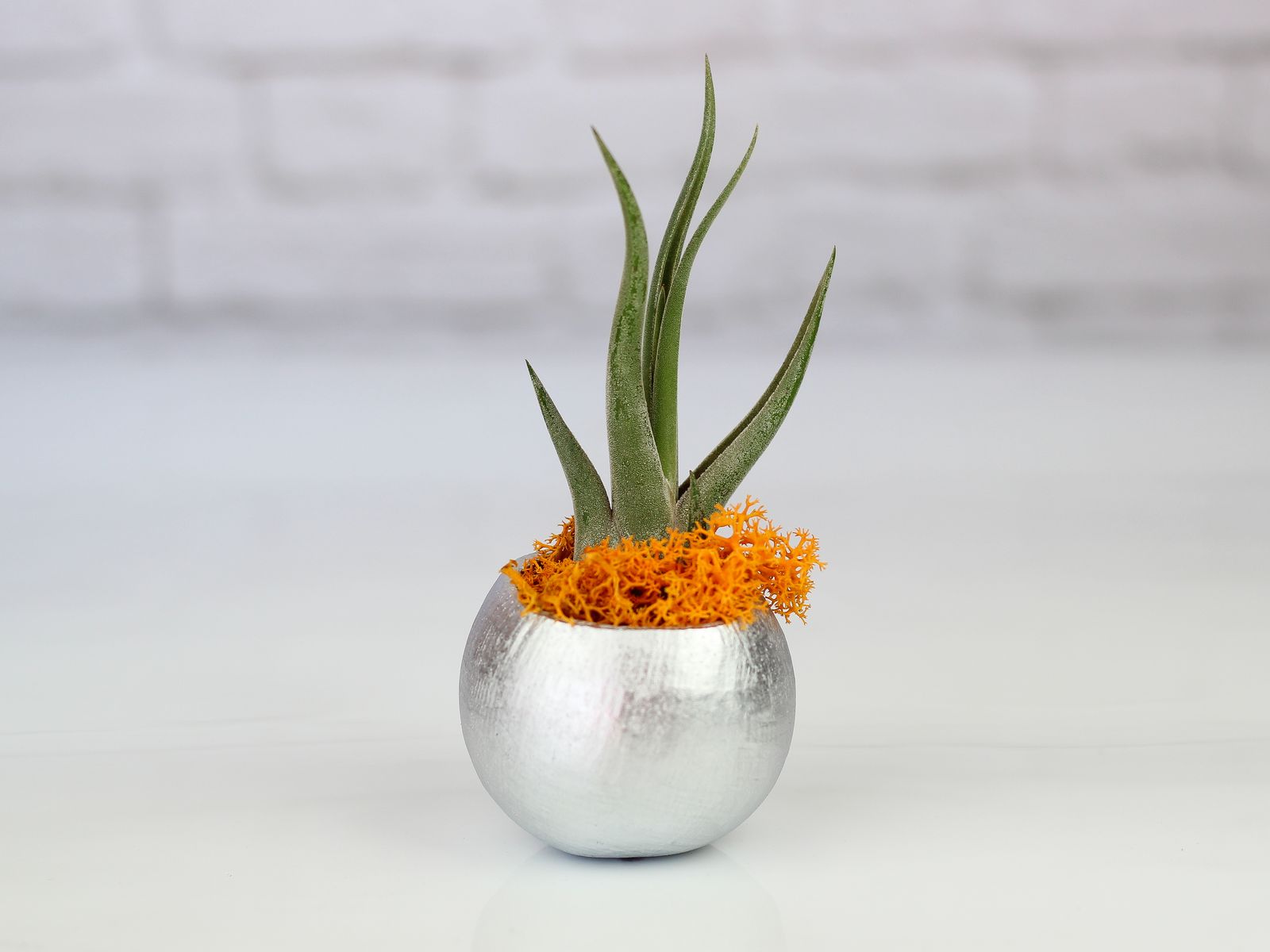 Silver Seed Pod with Assorted Tillandsia Air Plants – Air Plant Design ...